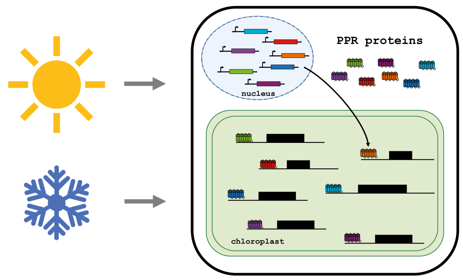Molecular Genetics | » Plant PPR proteins