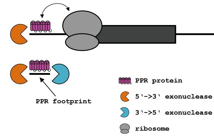 Molecular Genetics | » Plant PPR proteins