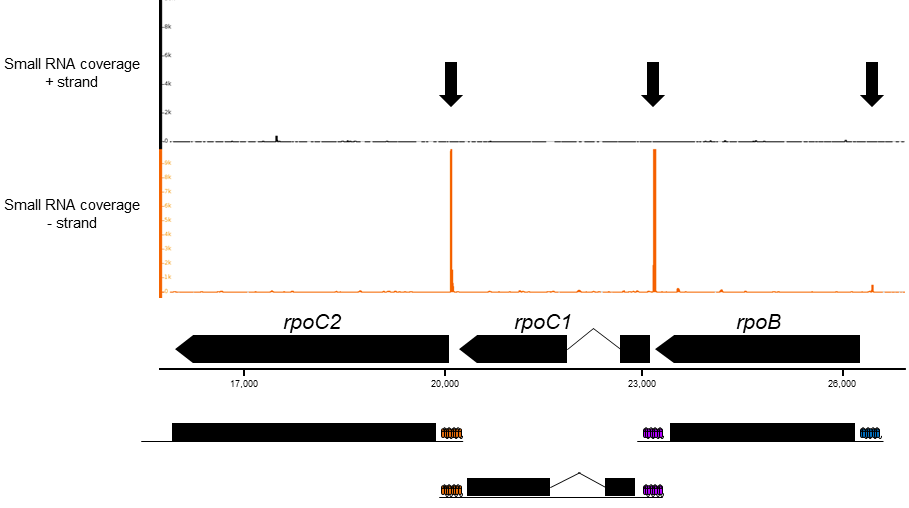 Molecular Genetics | » Plant PPR proteins