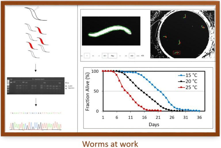 Molecular Genetics | » Project “Ageing with Elegans”